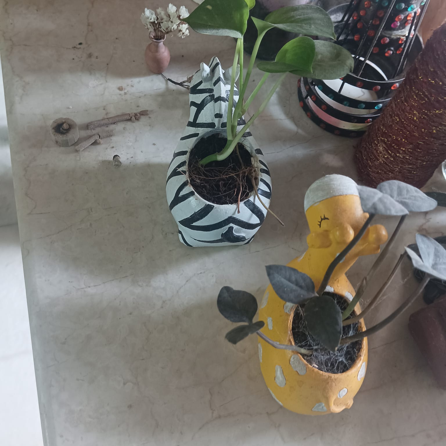 Sushila Gosrani’s Heartwarming Testimonial: Embracing Sustainability ...